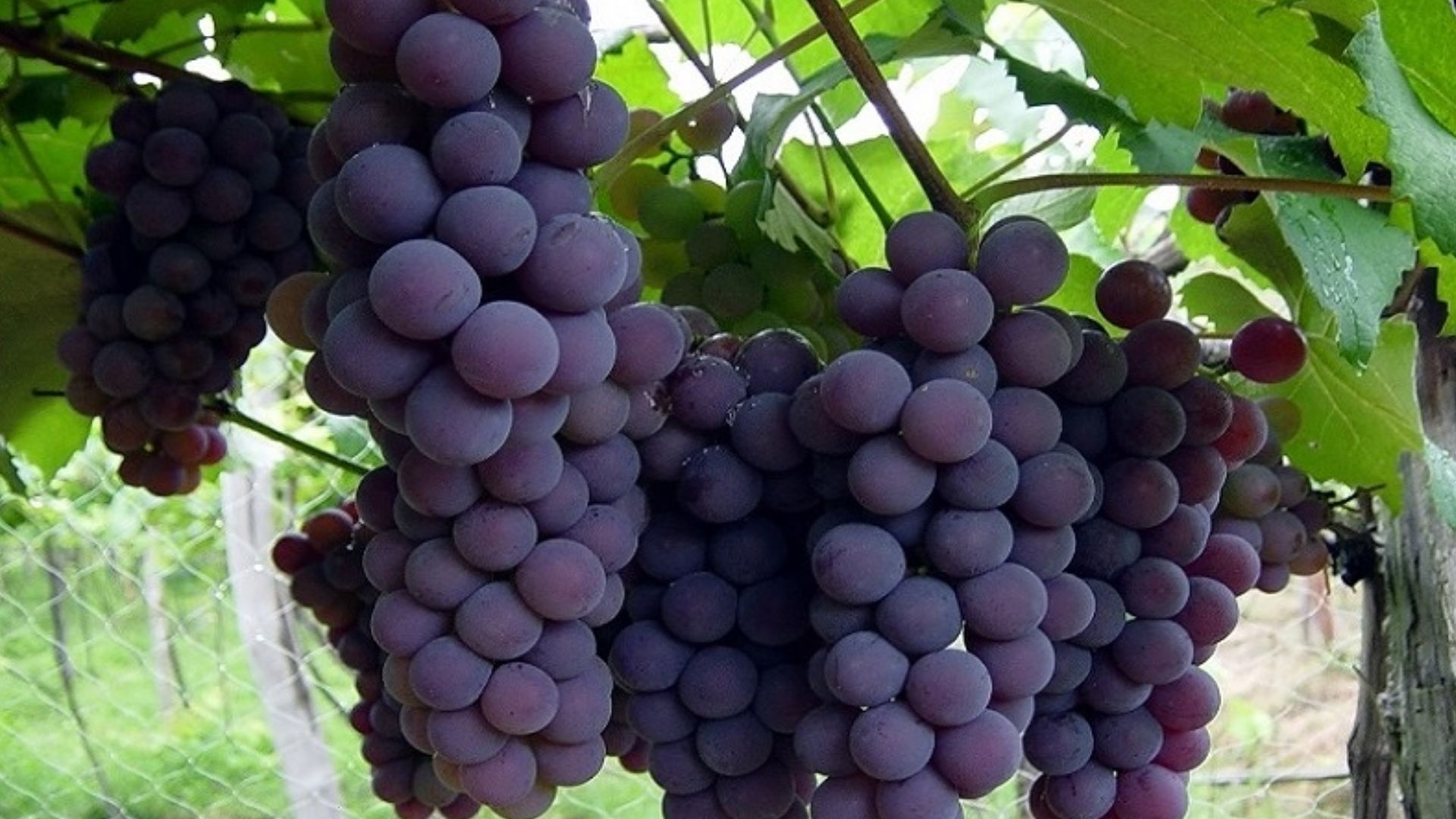 Descubra os benefícios de consumir uva no café da manhã - Jornal Spasso ...